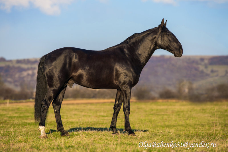 Карачаевская - фотографии - equestrian.ru