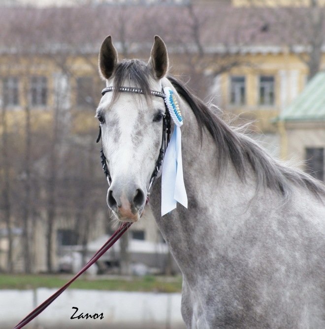 Терская - фотографии - equestrian.ru