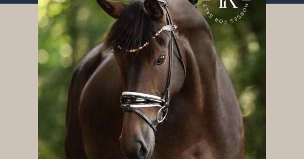 КОБЫЛА ИЗ ГЕРМАНИИ - лошади - конный рынок - equestrian.ru