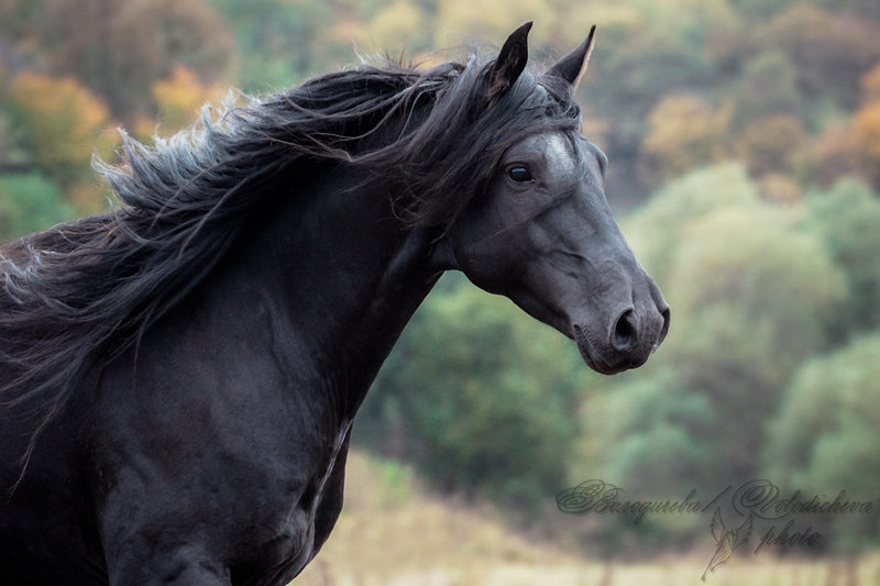 Конная съёмка - альбомы - Volodicheva Anna - конники - equestrian.ru